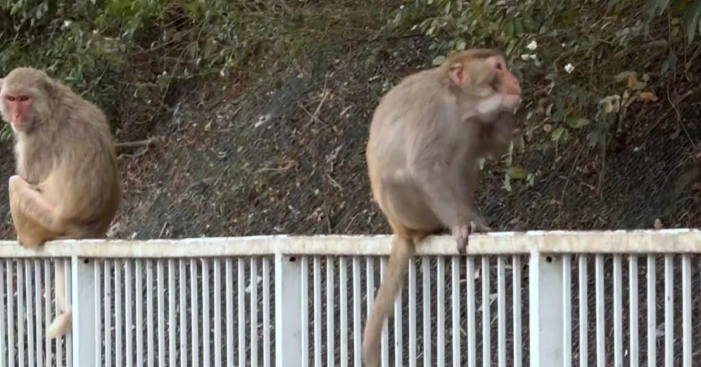 Premier cas humain de virus B à HK, déclaration fiscale : les ...